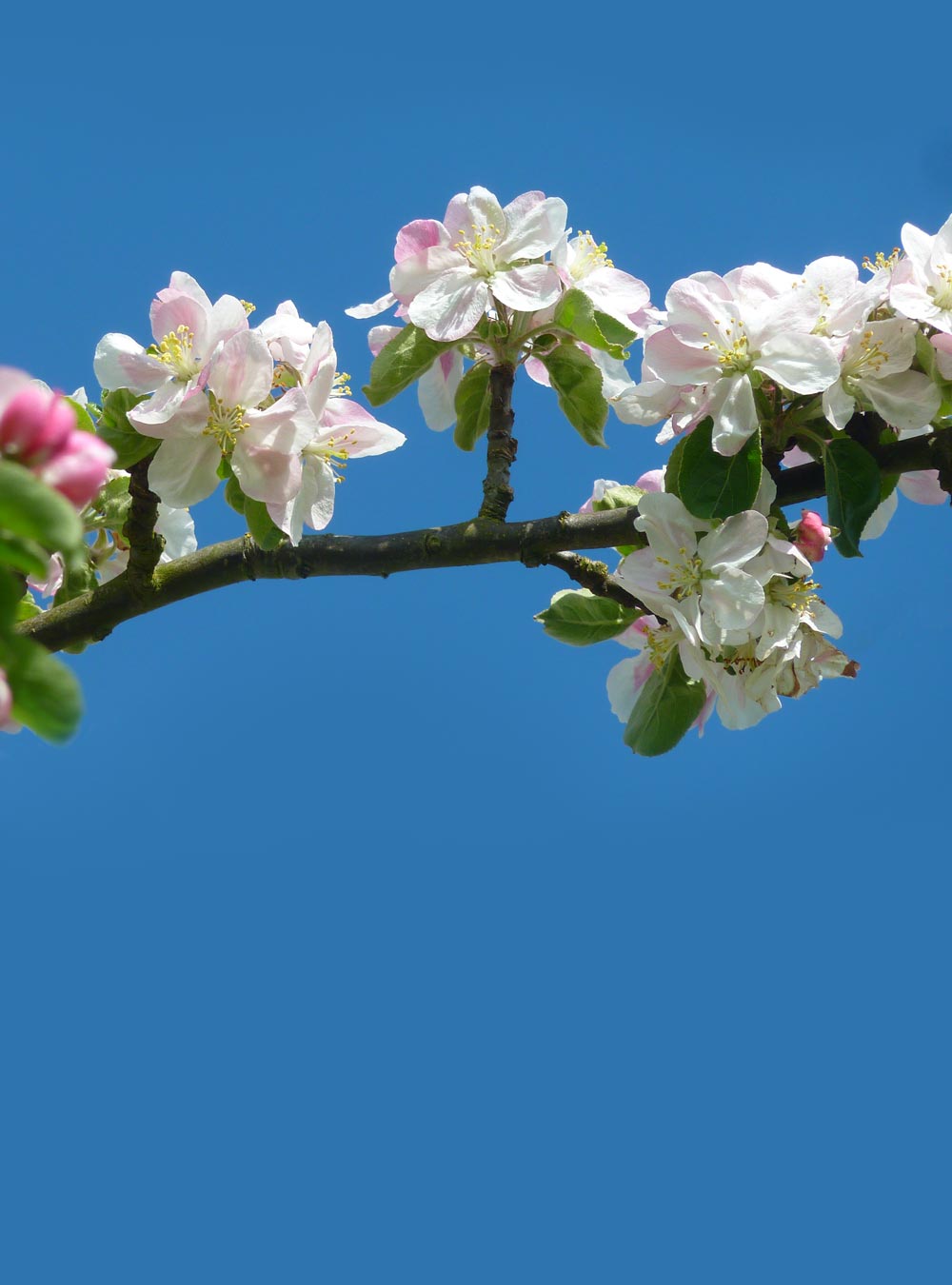 CALVADOS-POMMIER-FLEURS-POMMIER | La Rose-Croix en Normandie